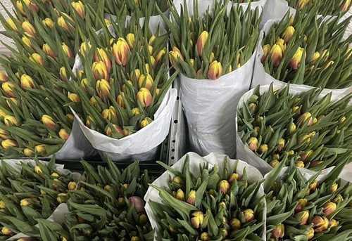 Тюльпаны к 8 марта оптом и розница