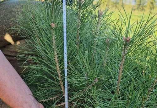 Сосна Обыкновенная окс/Pinus sylvestris