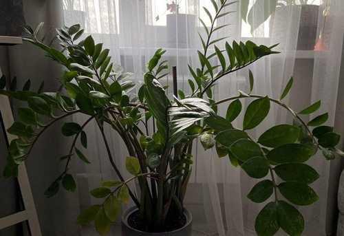 Домашнее растение Замиокулькас (долларовое дерево)