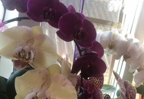 Орхидея фаленопсис Паворотти 2,0