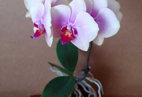 Орхидея фаленопсис Сара Блаш цветущая