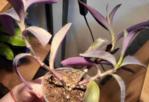 Комнатные растения(сеткреазия пурпурная)