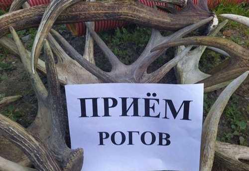 Рога