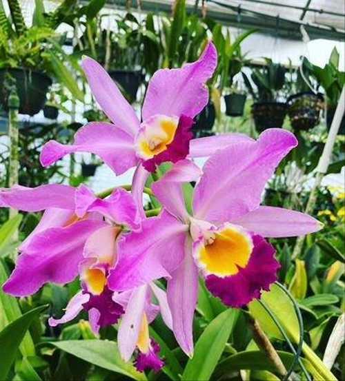 Cattleya eldorado