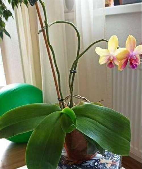 Орхидея фаленопсис Liodoro