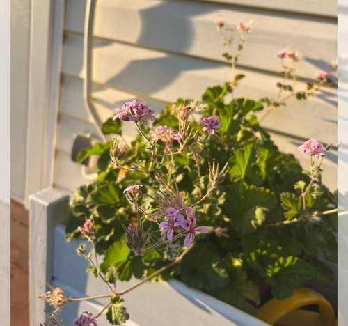 Пеларгония helmsii Caroline
