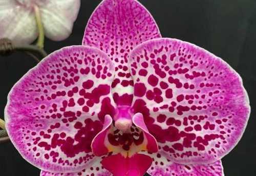 Орхидея Phal. L1308