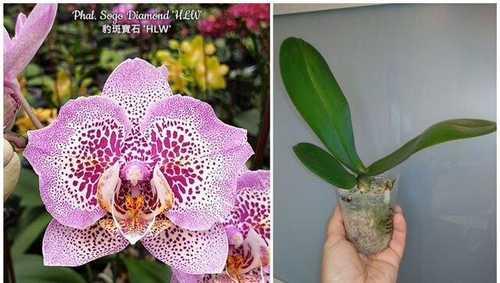 Орхидея фаленопсис Азия пелорики бабочки не цветут