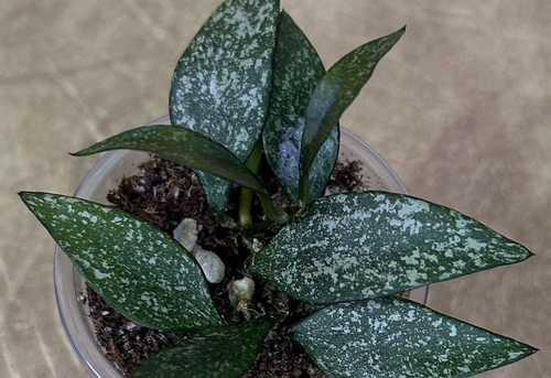 Хойя Parviflora Splash