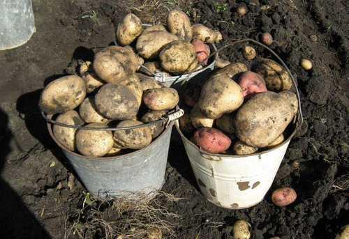 Картошка, картофель свежий