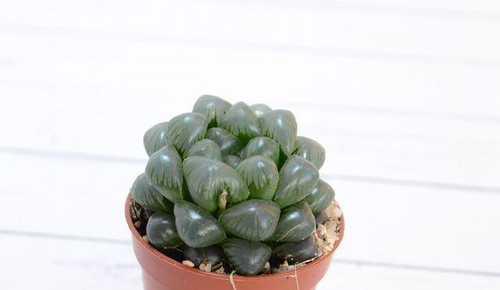Haworthia Obtusa (Хавортия) (SCT29229)