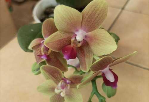 Орхидея фаленопсис ампельная 2st