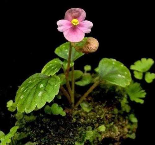 Begonia hymenophylla (миниатюрная)