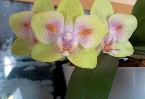 Орхидея фаленопсис бабочка "Грин Бэтман"