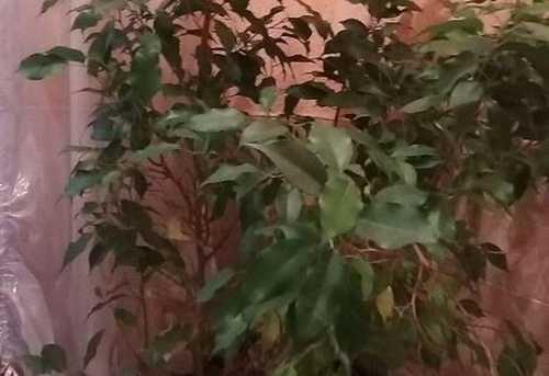 Бегония декоративно лиственная, Фикус