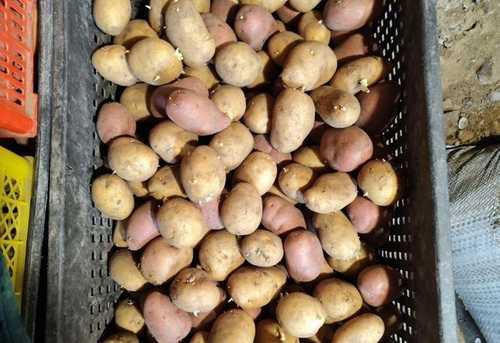 Семенной картофель сортовой