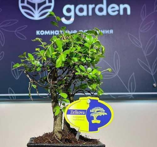 Дерево бонсай zelkova Вяз