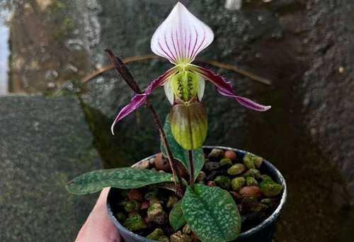 Paphiopedilum kanhii невероятный пафиопедилум