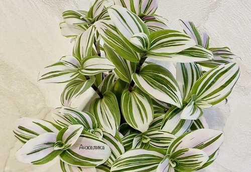 Традесканция Albiflora variegata