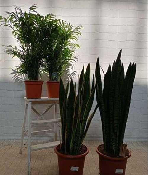 Растения для озеленения кафе и ресторанов
