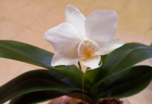Орхидея фаленопсис Дикий Белый Soft Cloud