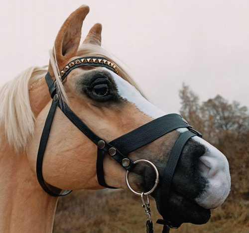 Хоббихорс Реалистик