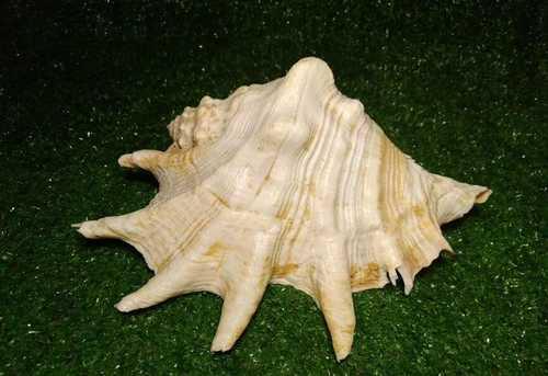 Ракушка морская большая Ламбис Трунката