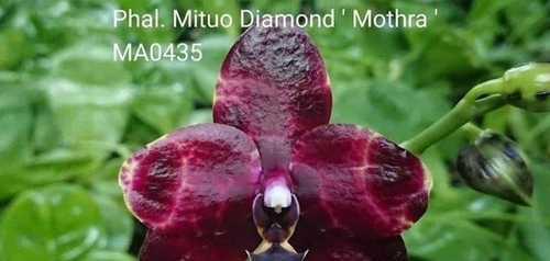 Орхидея Phal. Mituo Diamond "Mothra" MA0435