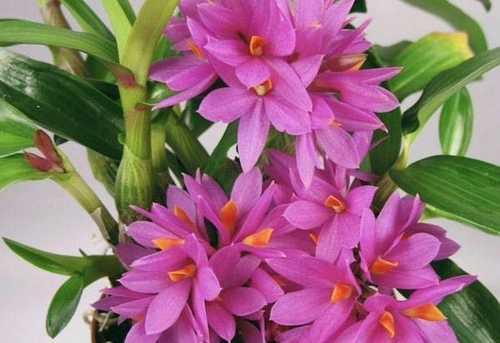 Орхидея дендробиум хибики dendrobium hibiki