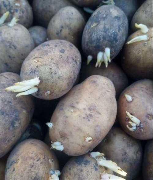 Картошка на посадку