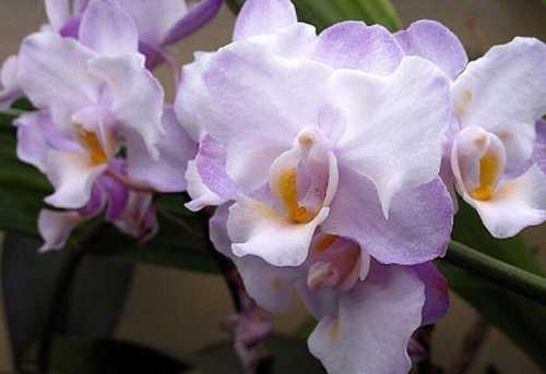 Орхидея фаленопсис Lius Sakura