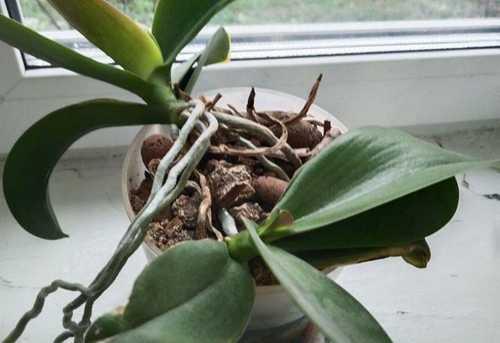 Орхидея фаленопсис детки, глоксиния