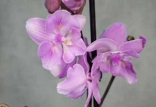 Орхидея тихие голоса