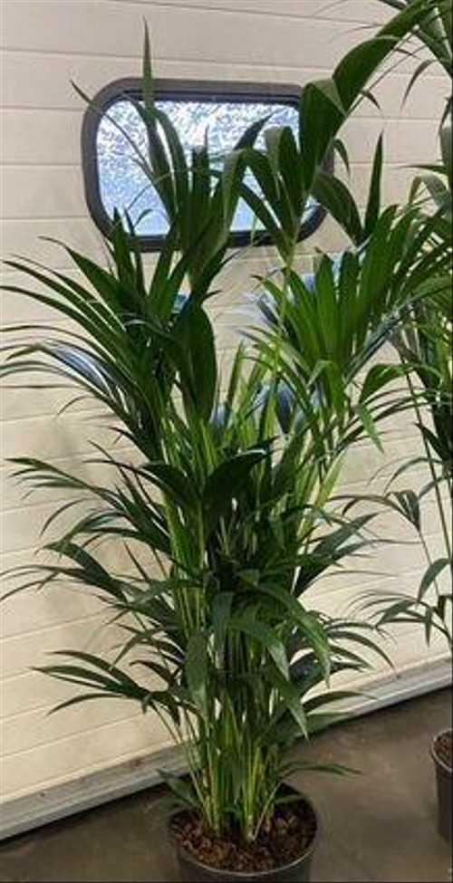 Ховея пальма XL пышность Н 190 см