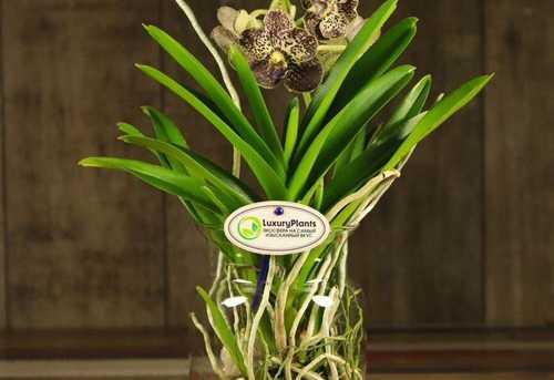 Орхидея Ванда мини в стекле черно-ванильная