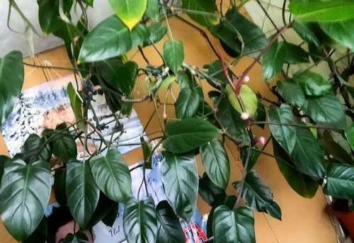 Филодендрон краснеющий комнатные растения лиана
