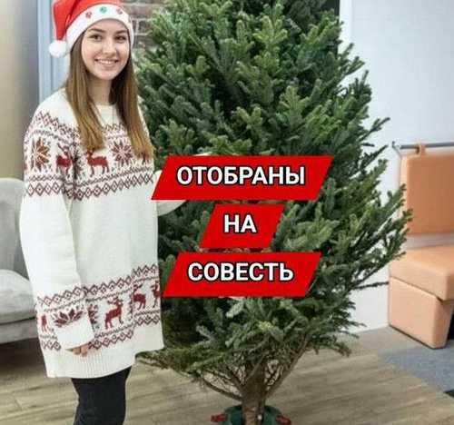 Живые ёлки