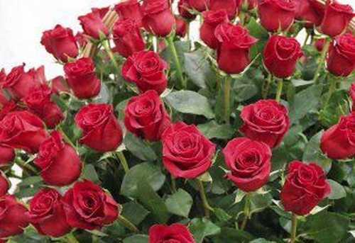 Корзина цветов из 101 красной розы (Эквадор)