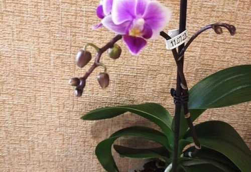 Орхидея, Сого Вивьен