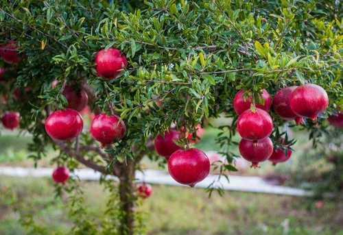 Саженцы Граната