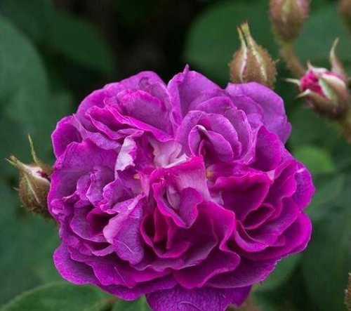 Роза моховая Вильям Лобб (Old Velvet Moss) С4