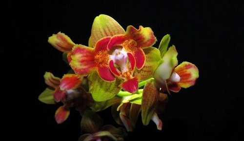 Орхидея фаленопсис биг лип бабочка трилипс