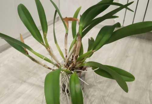 Каттлея орхидея сортовая