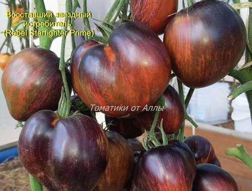 Семена томата Мятежный звёздный истребитель прайм