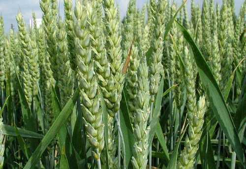 Семена пшеницы буран рс-3