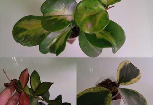 Хойя kerry, Hoya obovata