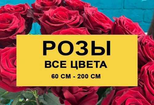 101 Роза цветы доставка 25 51 101 Роза