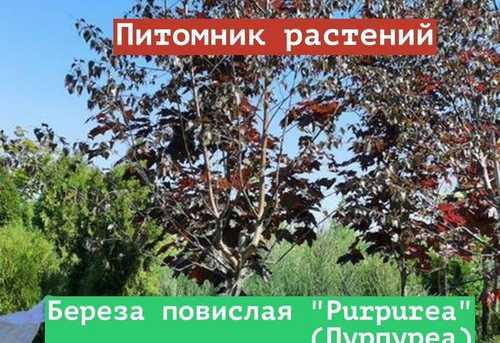 Саженцы Береза повислая Purpurea (Пурпуреа)