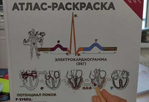 Продам медицинский атлас-раскраску: Физиология