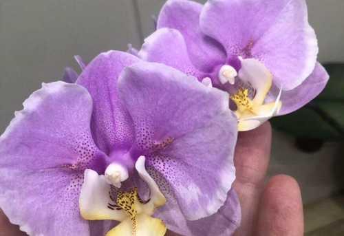 Орхидея фаленопсис тайсуко анна бабочка